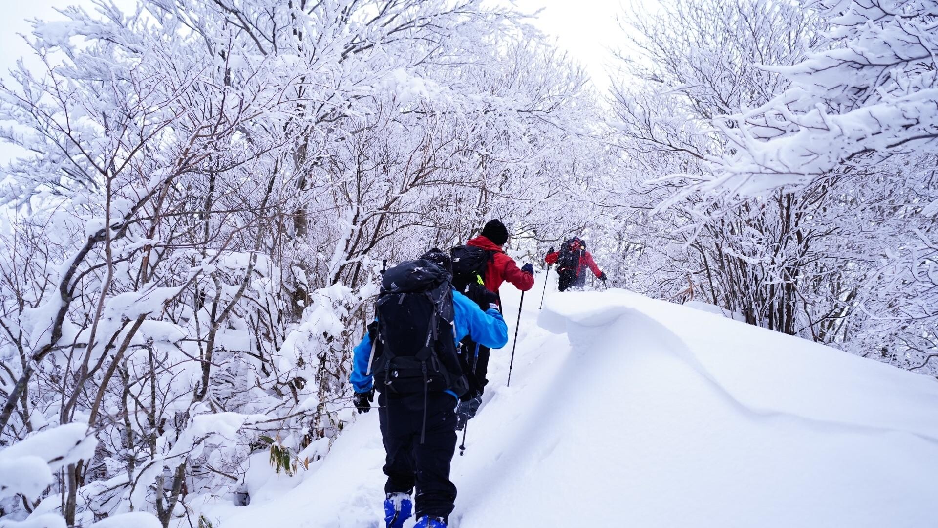 フカフカの新雪☃️を求めて平家平へ🤭 / 51-GOGOさんの笹ヶ峰・寒風山・平家平の活動データ | YAMAP / ヤマップ