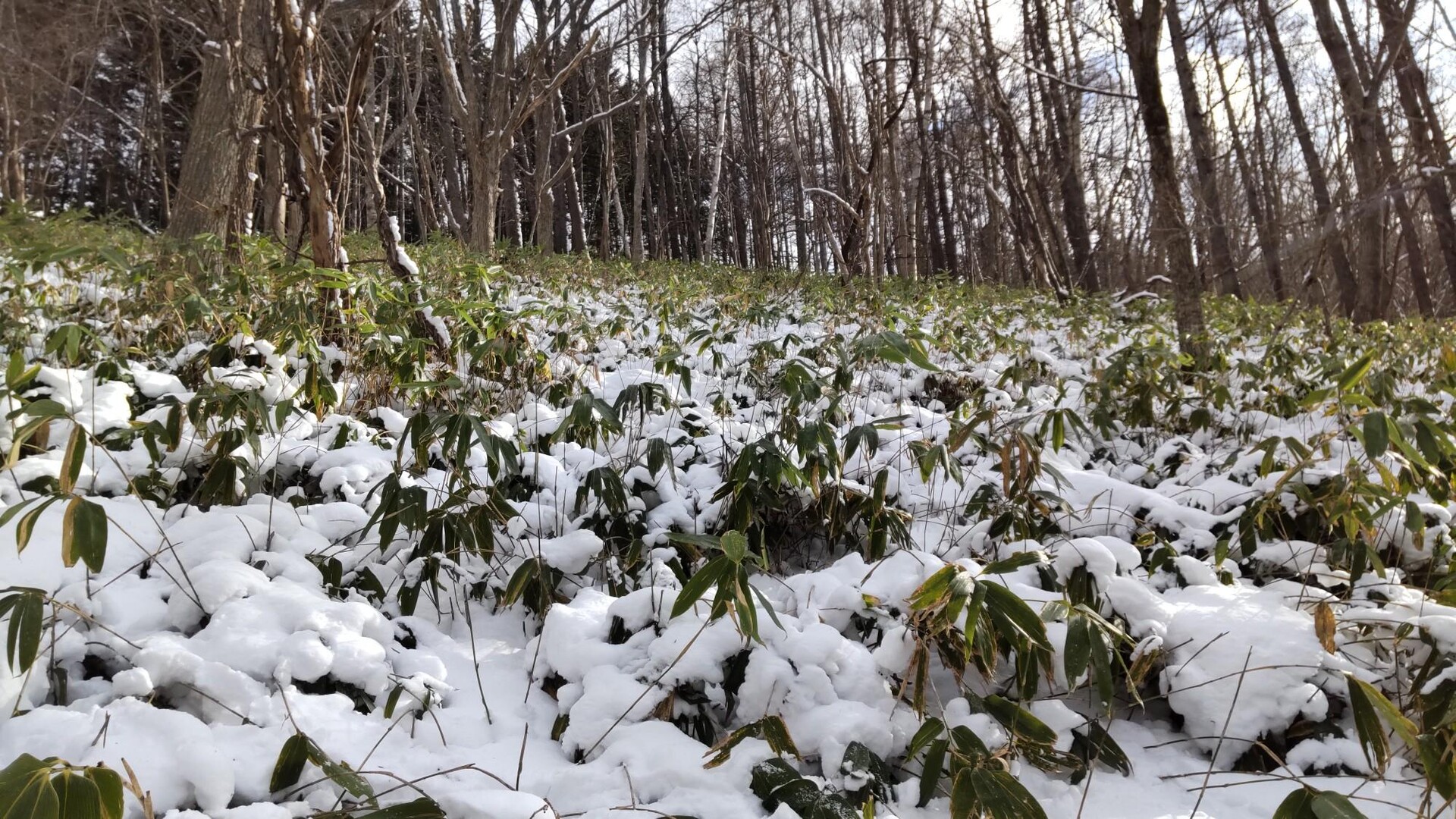 ブログ更新しました。 http://bl... / ぴっやまさんのモーメント | YAMAP / ヤマップ