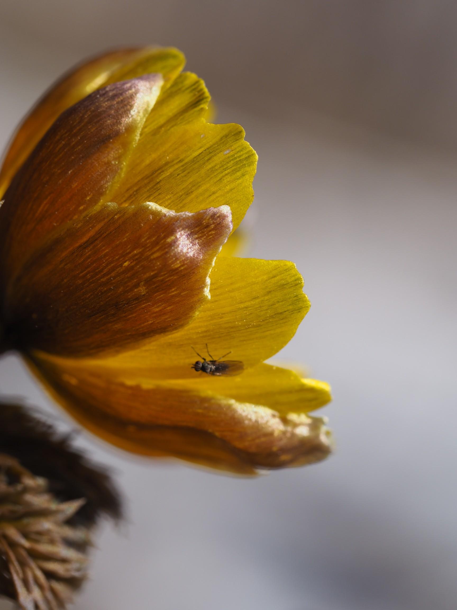 福寿草が咲き出して春らしくなった三角山 / satoomoさんの三角山・大倉山・円山の活動データ | YAMAP / ヤマップ
