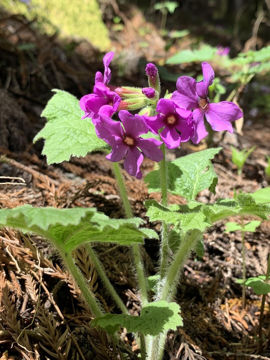 鳴神山（ここにしか咲かない花＊カッコソウ） / monaさんの鳴神山・吾妻山の活動データ | YAMAP / ヤマップ