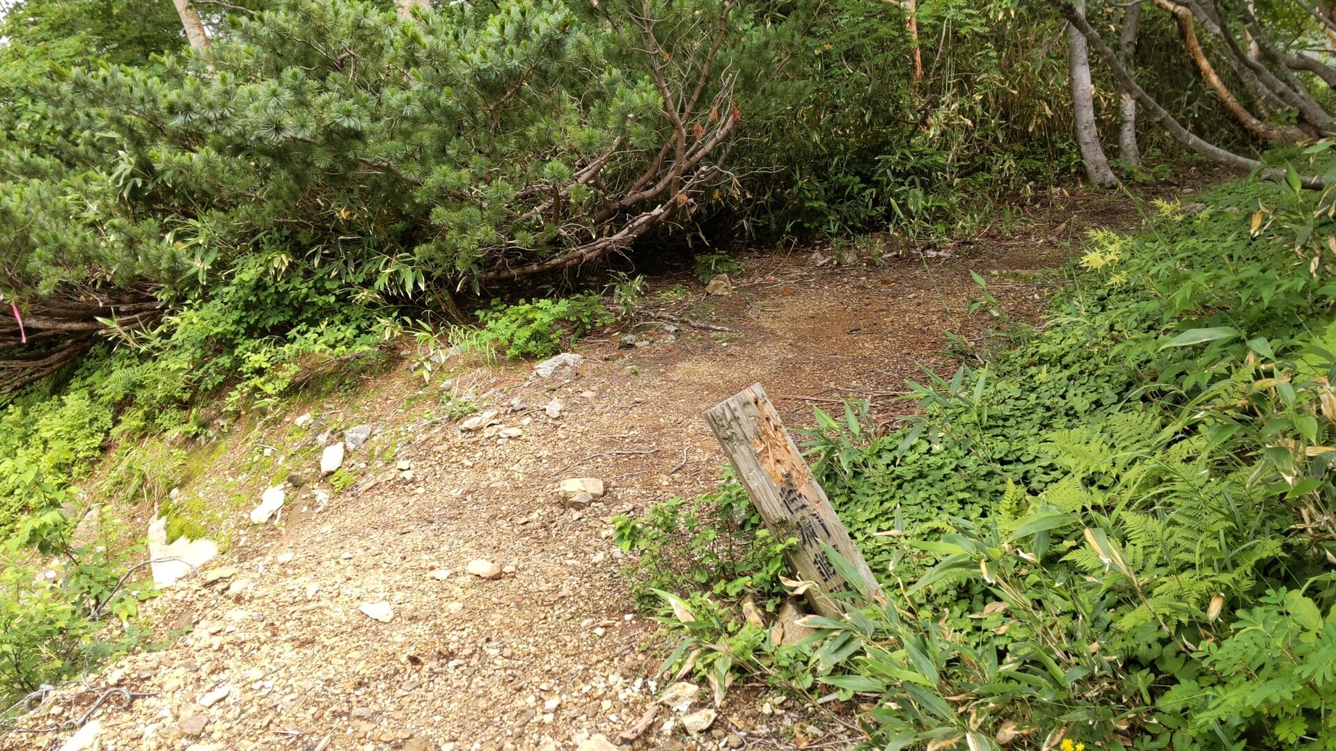 う～やんさんの投稿したフィールドメモ | YAMAP / ヤマップ