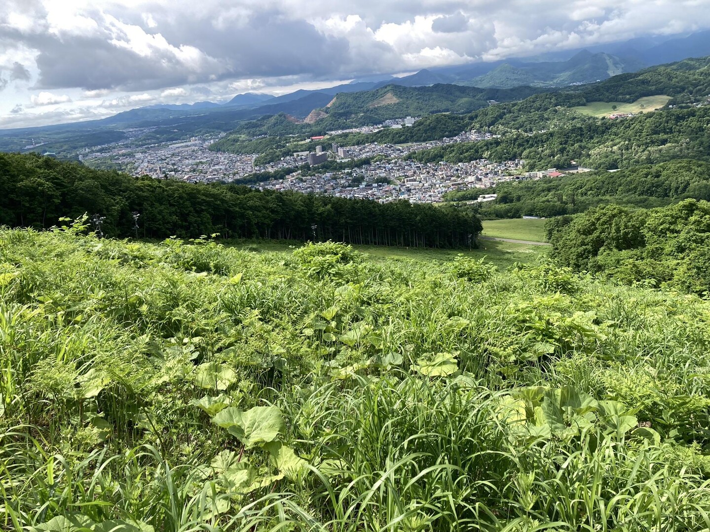 朝活藻岩山。。探したり採ったり盛りだくさん / 2525bbさんの藻岩山の活動日記 | YAMAP / ヤマップ
