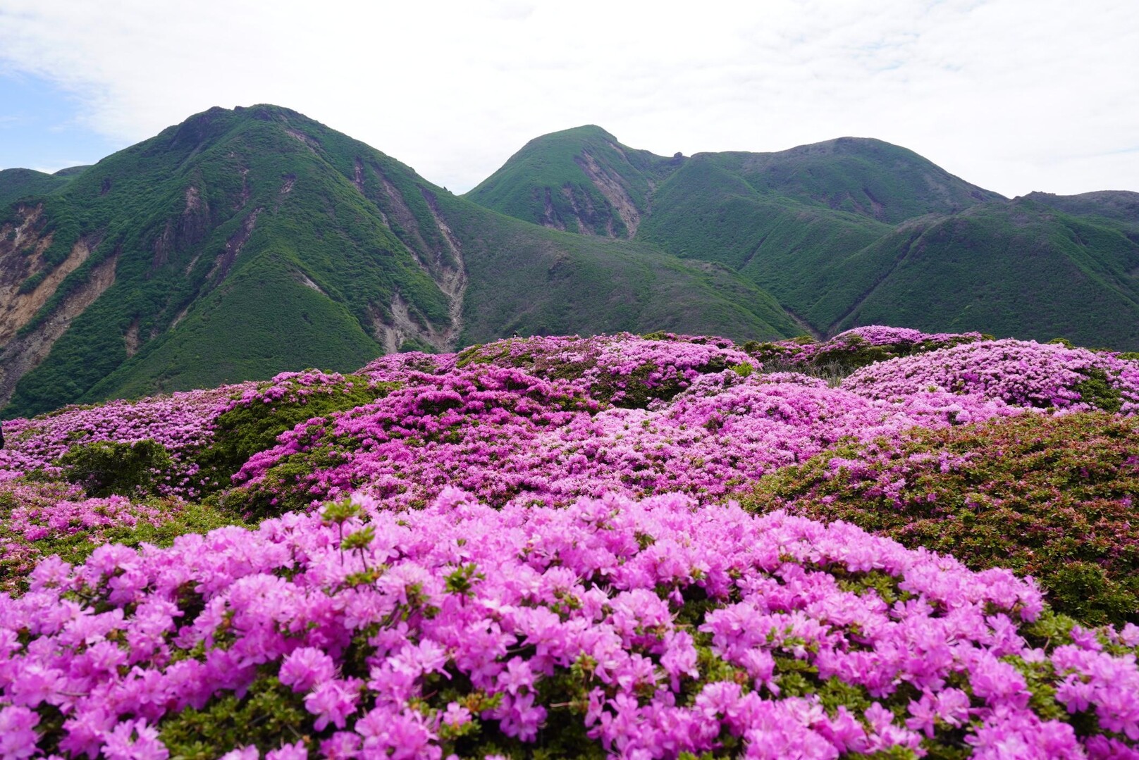 テント泊でミヤマキリシマ🌸を見に指山・北大船山・立中山 / N．Mさんの九重山（久住山）・大船山・星生山の活動データ | YAMAP / ヤマップ