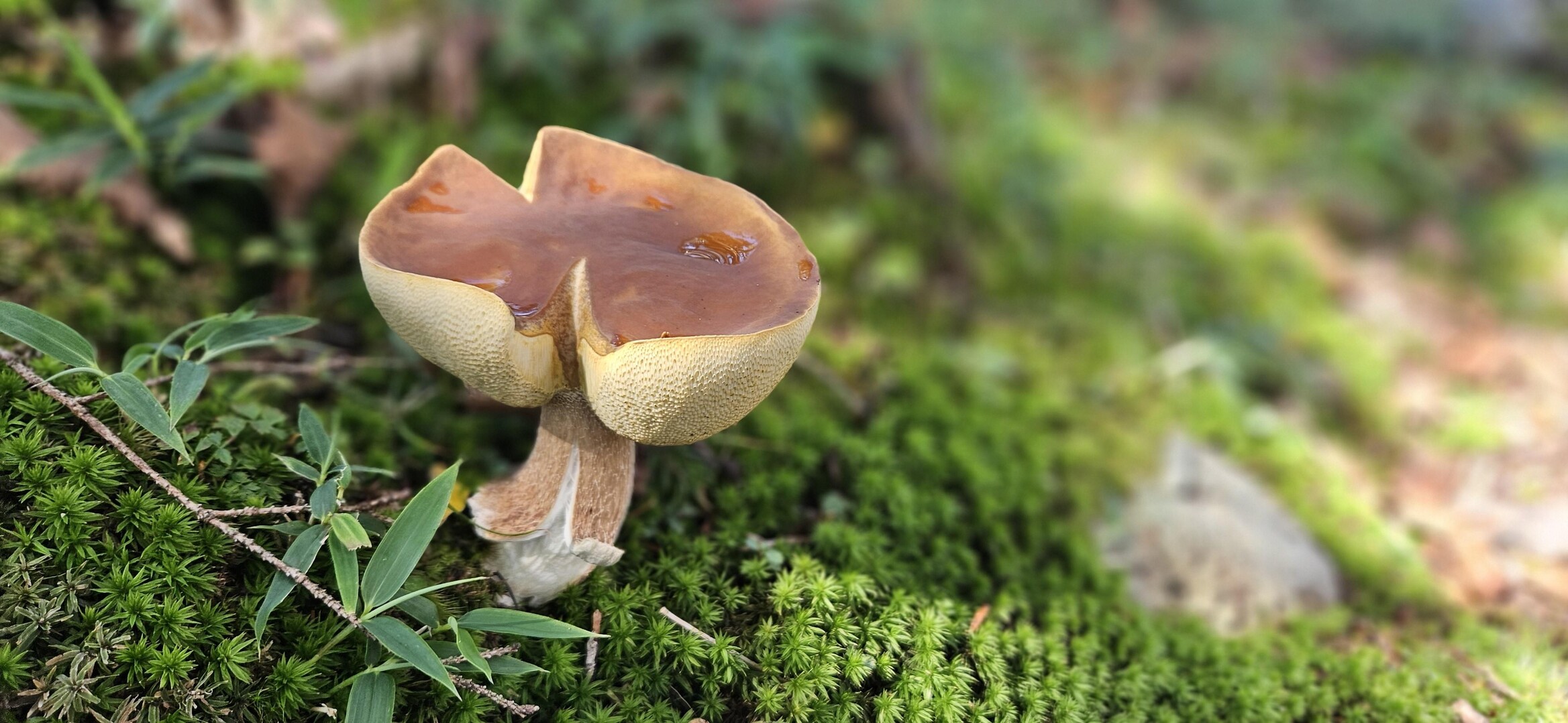 八紘沢の頭・八紘嶺 / moochi さんの山伏・八紘嶺・笹山の活動データ | YAMAP / ヤマップ