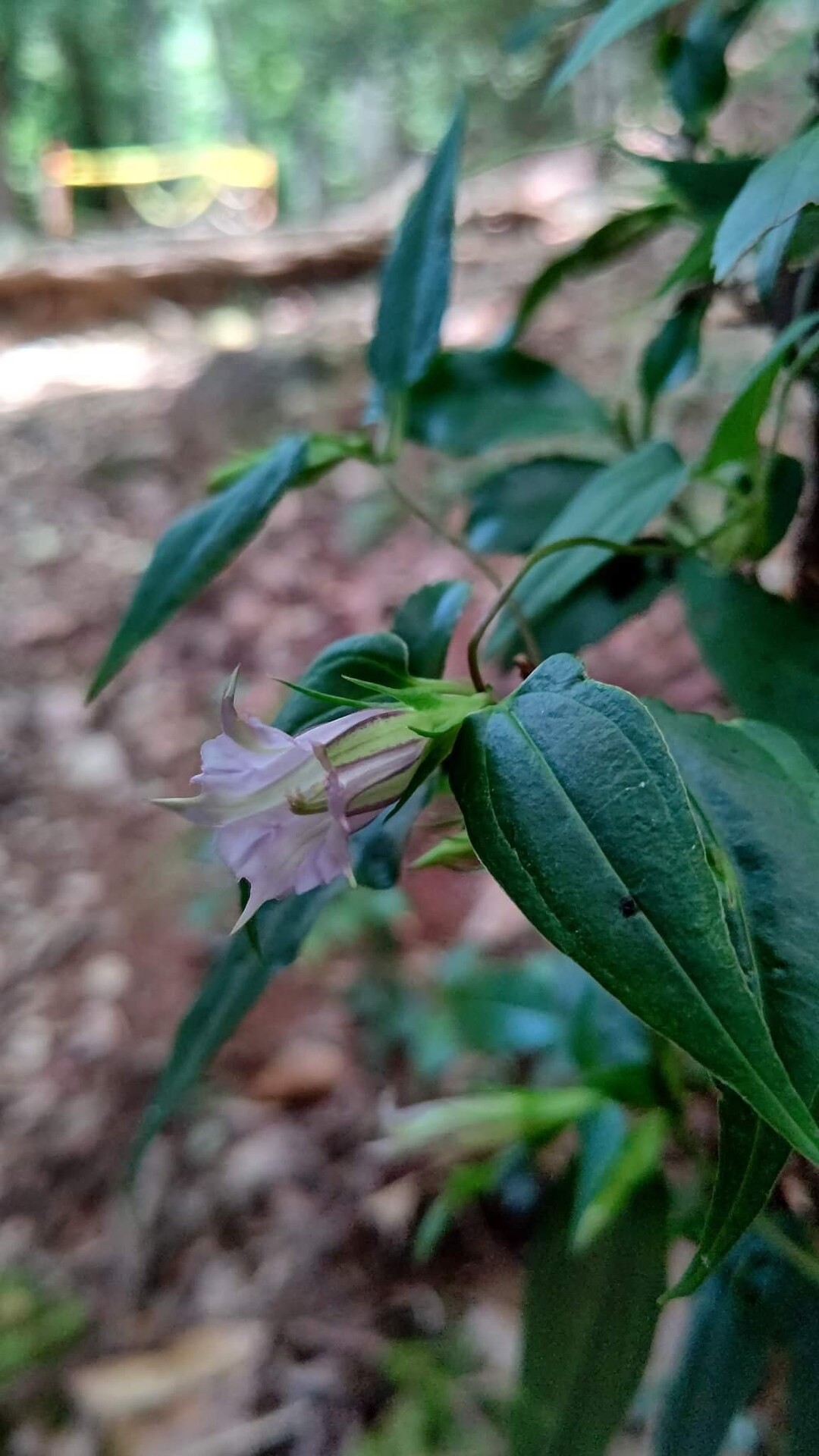 🎵 かすかなる蔓竜胆の花の色 悟空2... / kyoyamaさんのモーメント | YAMAP / ヤマップ