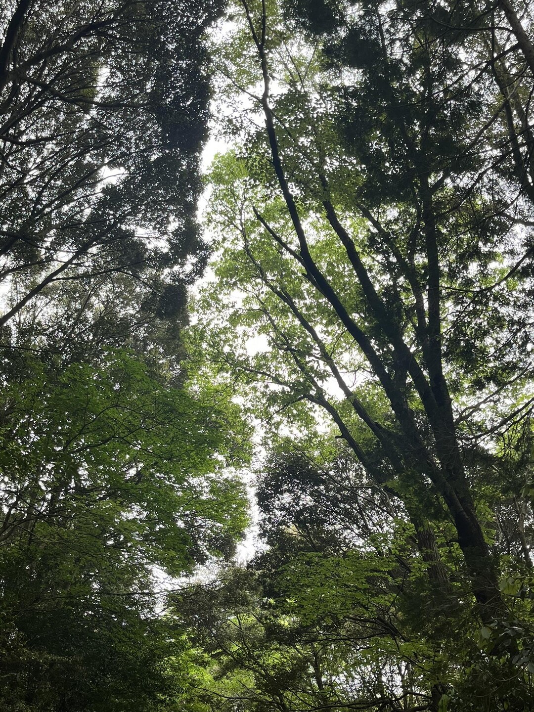 道樹山・大谷山・弥勒山68 / toruさんの春日井三山・弥勒山・大谷山・道樹山の活動データ | YAMAP / ヤマップ