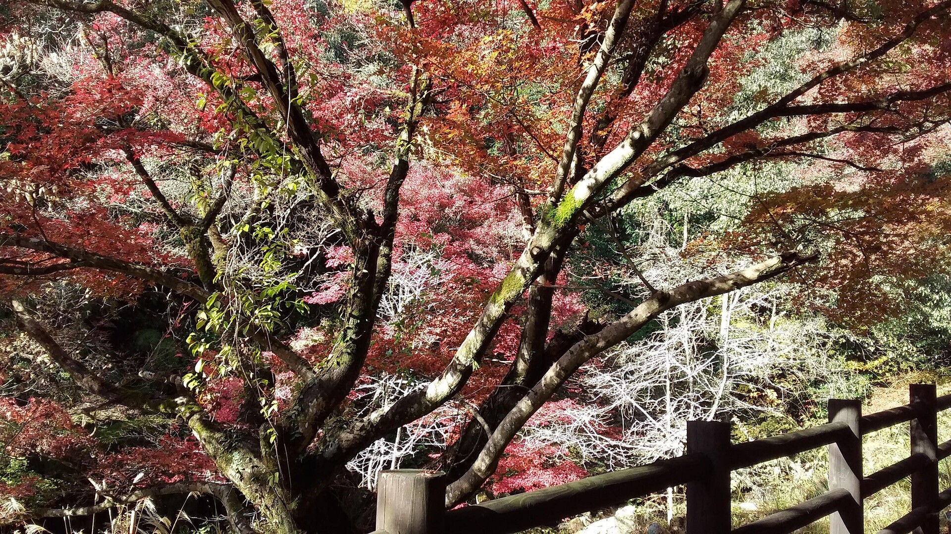 滝とモンローリップ。竜吟の滝、水晶山 / nobu2🦩さんの水晶山の活動データ | YAMAP / ヤマップ
