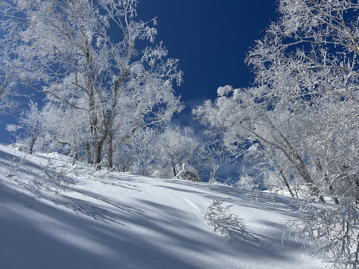 星置山BC / ziziさんの手稲山・奥手稲山の活動データ | YAMAP / ヤマップ