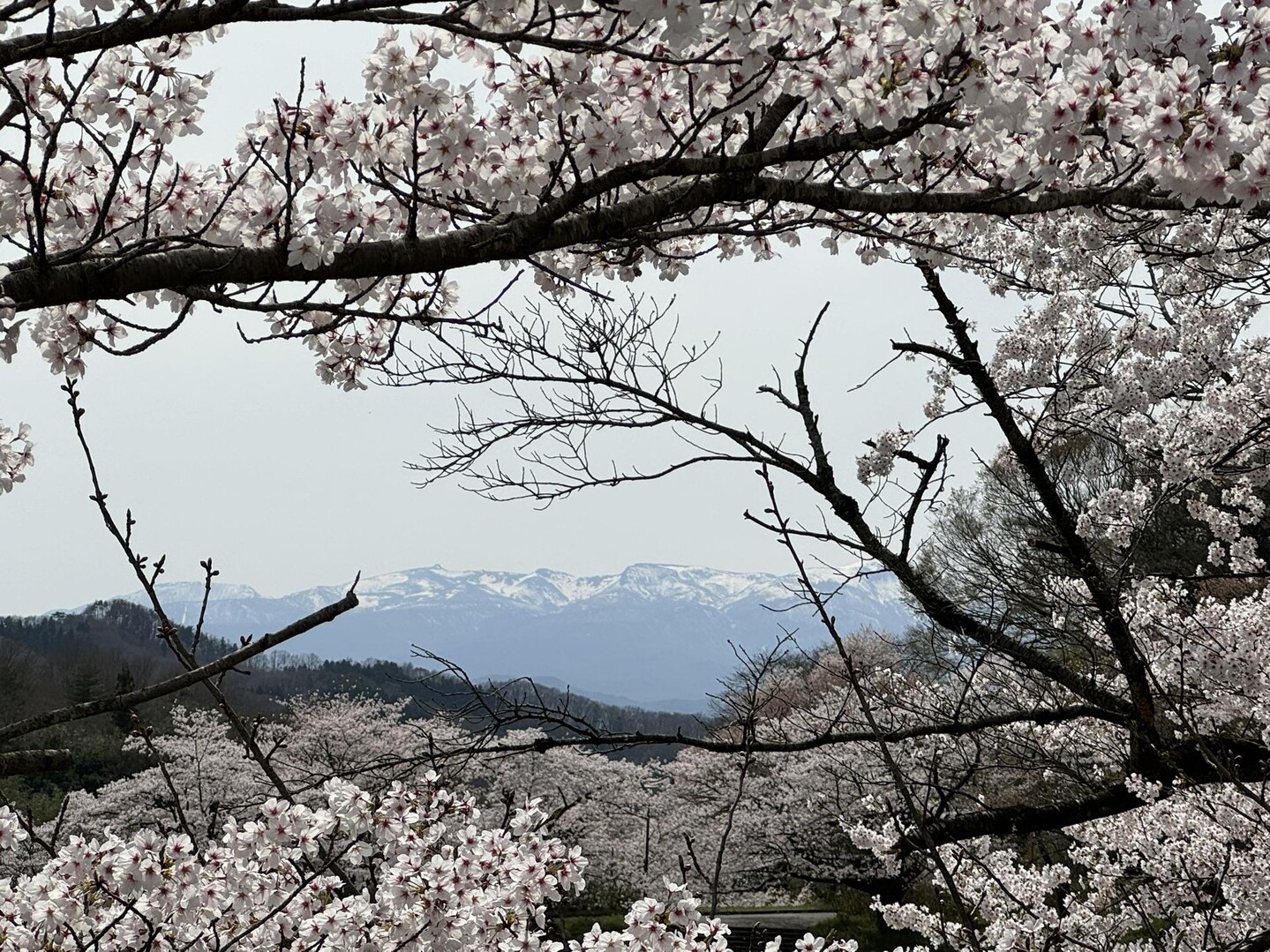 花見山と十万劫山 / cobalt さんの十万劫山の活動データ | YAMAP / ヤマップ