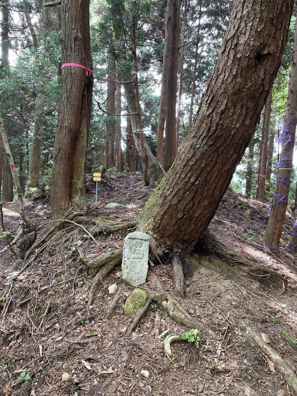 Marry🐾さんの投稿したフィールドメモ | YAMAP / ヤマップ