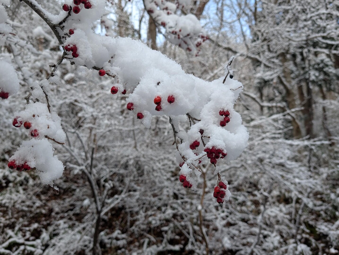 水元山・函館山（御殿山） / Mommaさんの函館山の活動日記 | YAMAP / ヤマップ