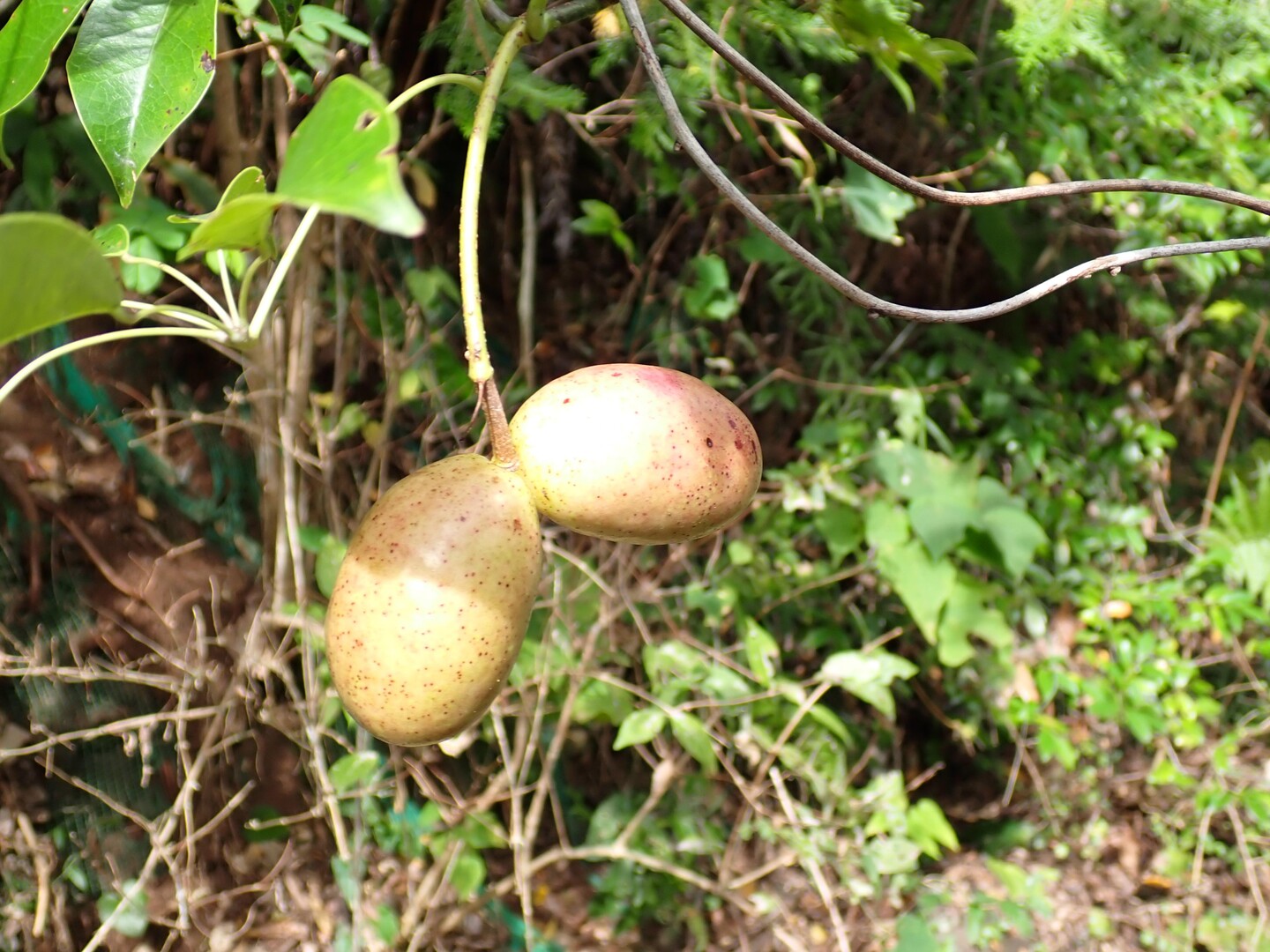 20241027(日)に採取したアケビ、... / S.nekoさんのモーメント | YAMAP / ヤマップ