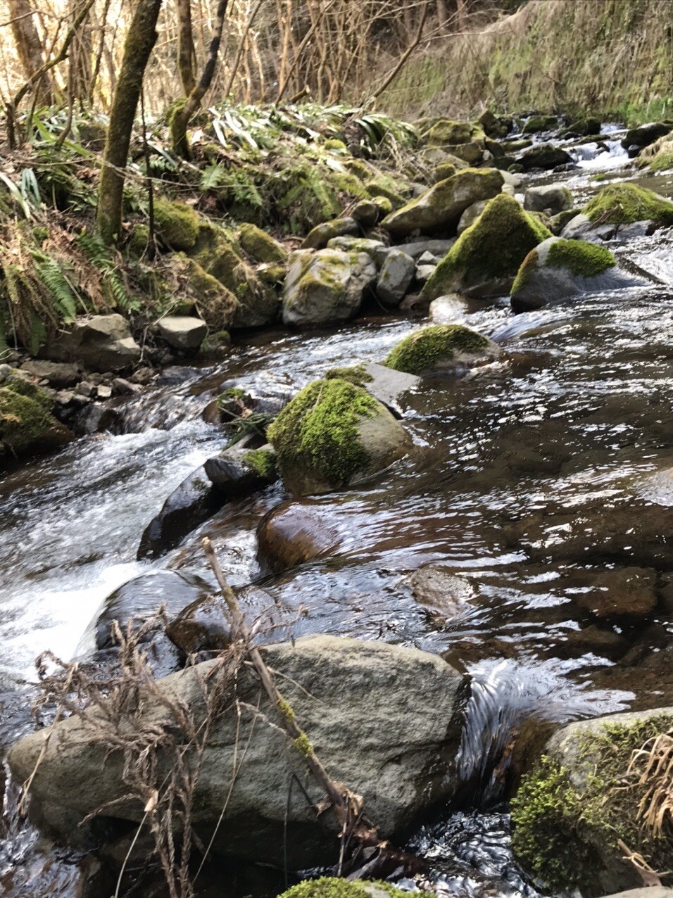 ウォーキング-2021-03-10 / 山chicaさんのウォーキングの活動データ | YAMAP / ヤマップ