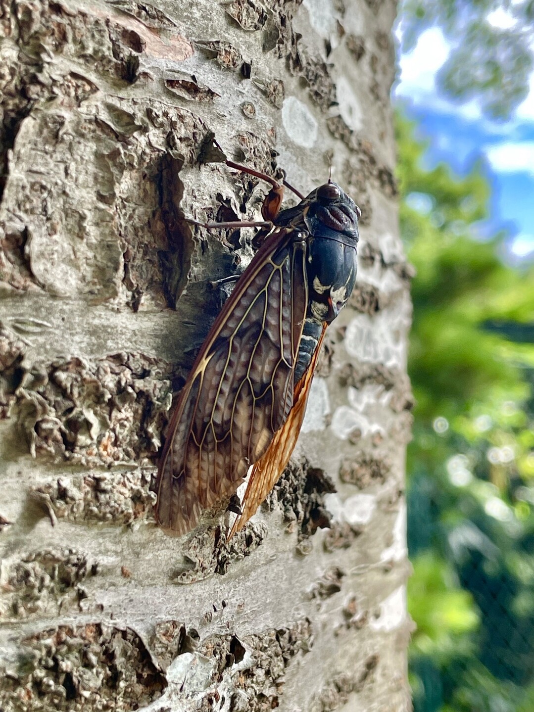 明田富士山 / TETSUさんの秋田市の活動データ | YAMAP / ヤマップ