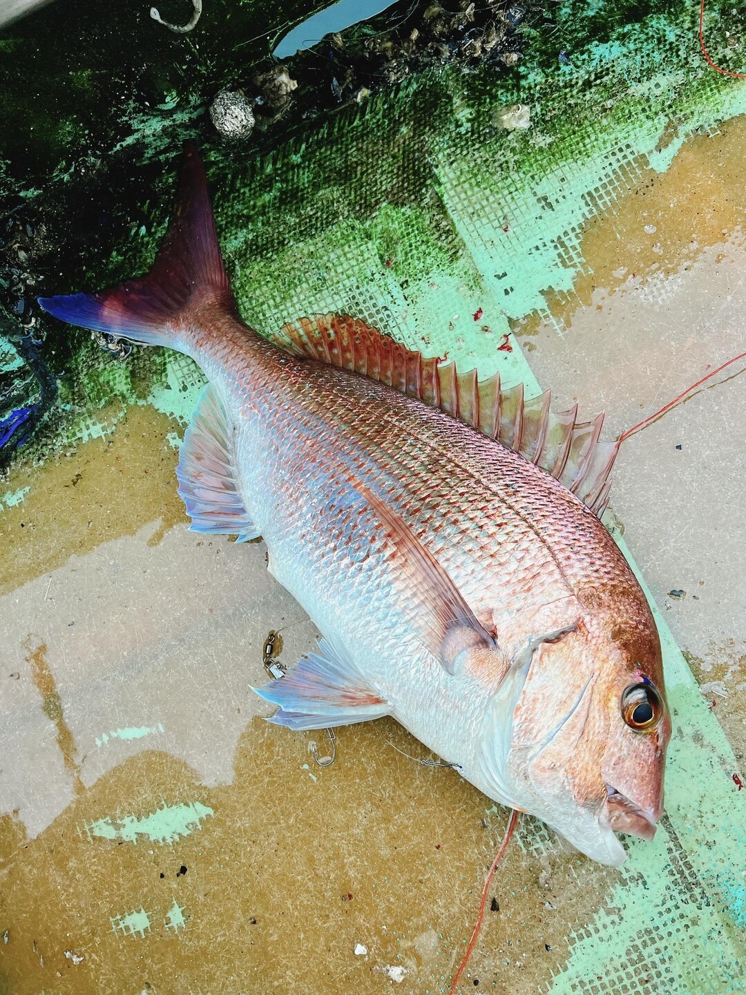 2023.10.29 青森県陸奥湾 連... / しのぷぅ♪さんのモーメント | YAMAP / ヤマップ