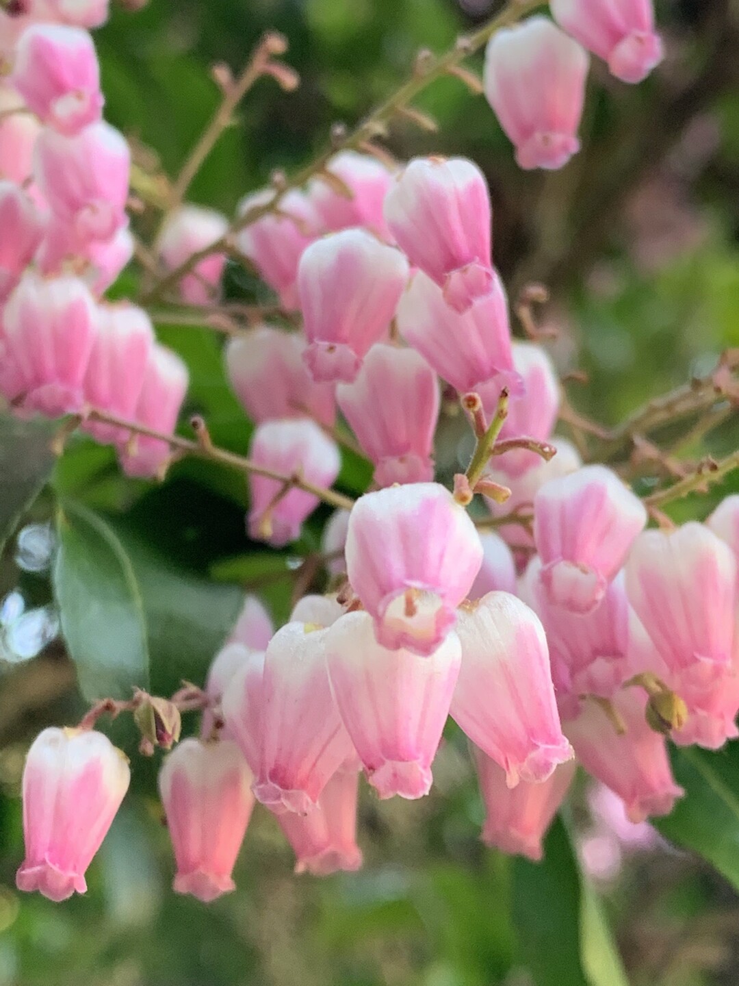 ピンクの可愛いお花が咲いていました / seekaさんのモーメント | YAMAP / ヤマップ