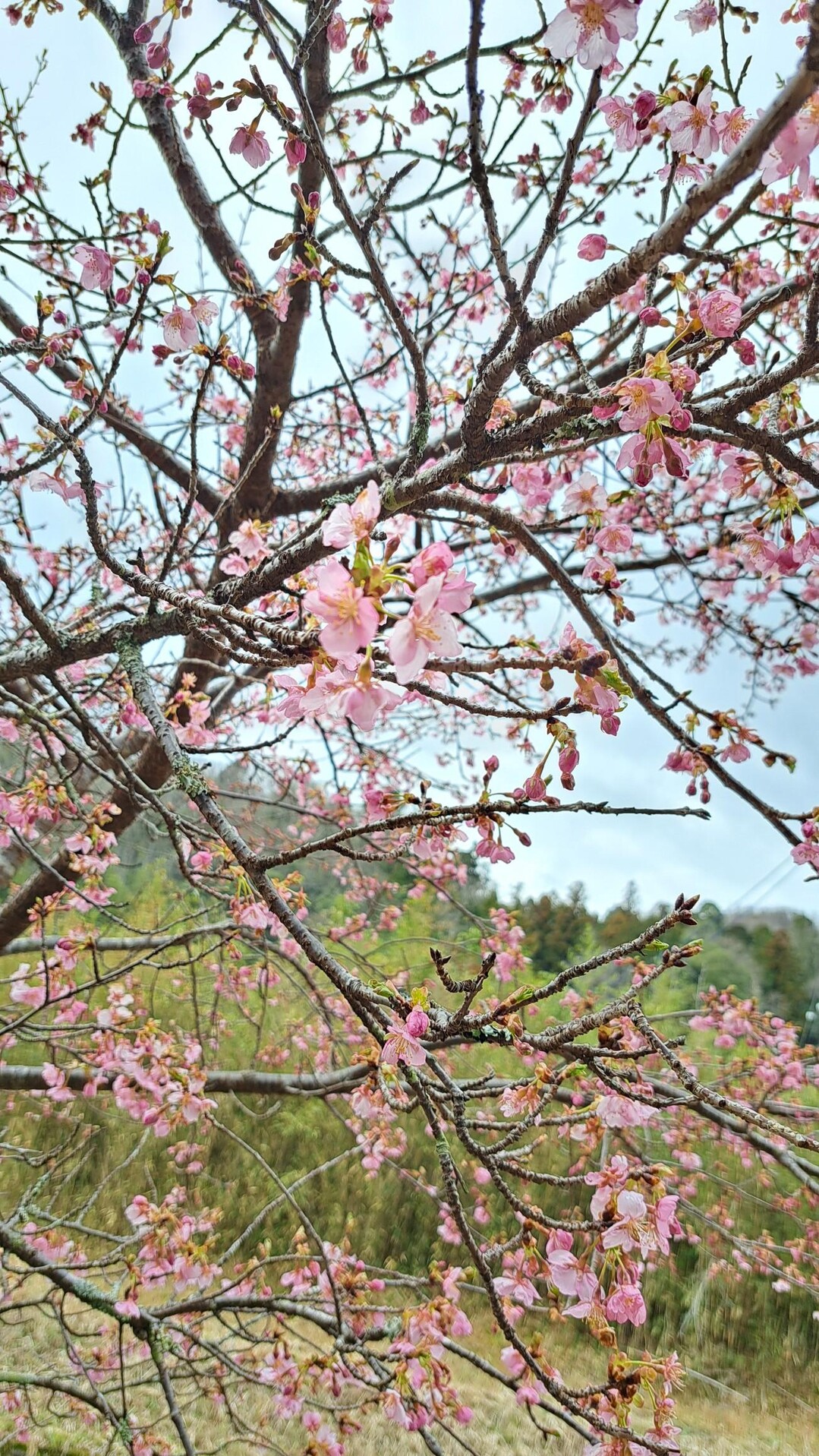 2024.3.6 春が近づいてきてるね！... / りえさんのモーメント | YAMAP / ヤマップ