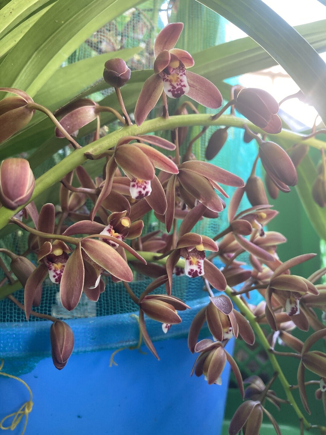 ニホンミツバチが集まってくる「キンリョウ... / skyloveさんのモーメント | YAMAP / ヤマップ