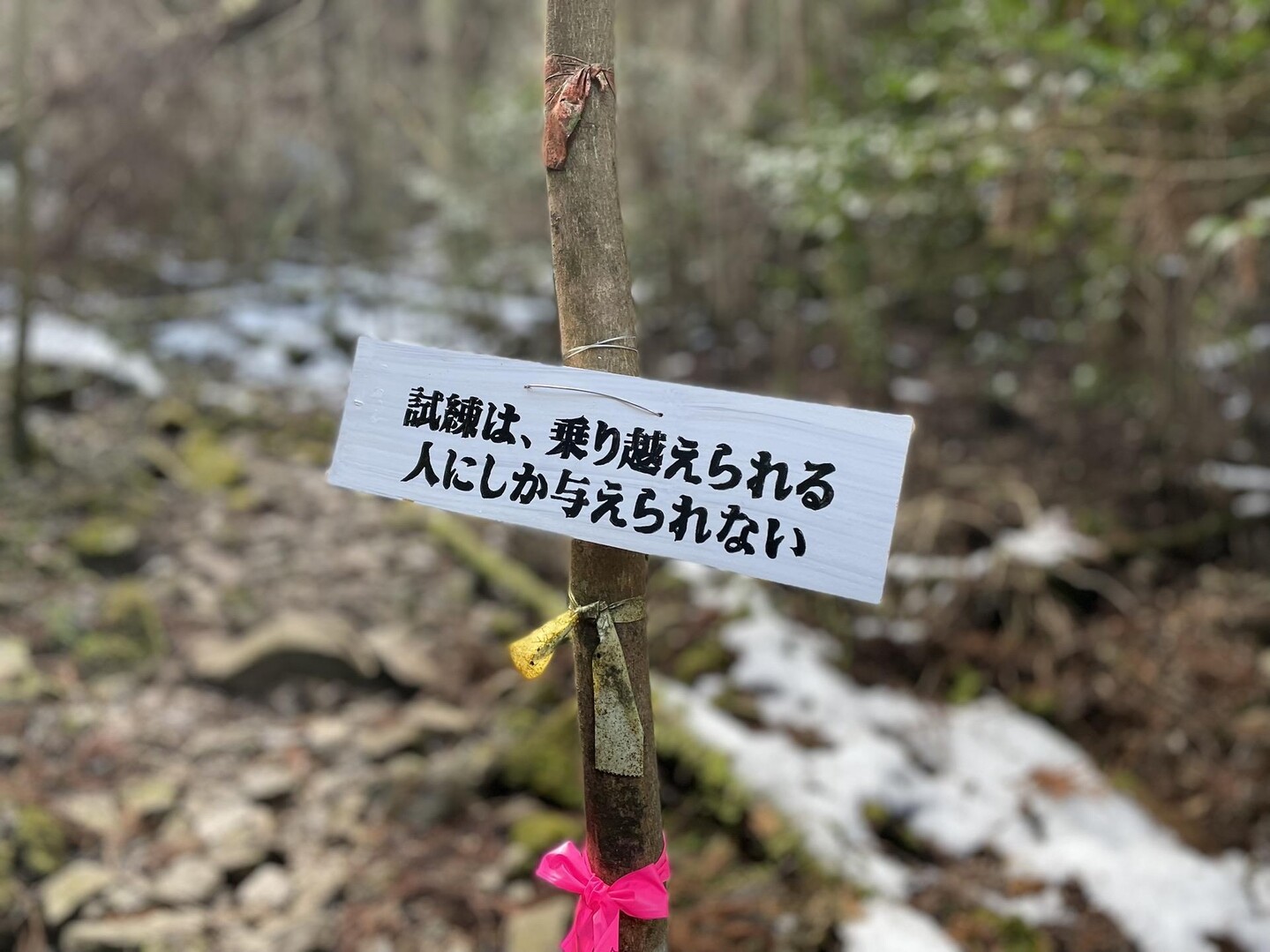 897ピーク・作礼山 / いとうさぎさんの作礼山の活動データ | YAMAP / ヤマップ