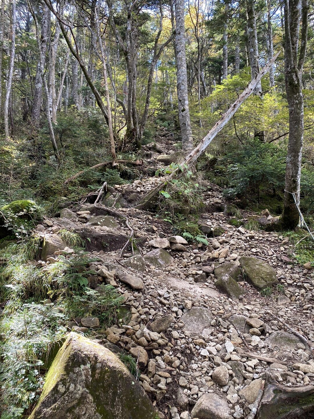 Gentil15さんの投稿したフィールドメモ | YAMAP / ヤマップ