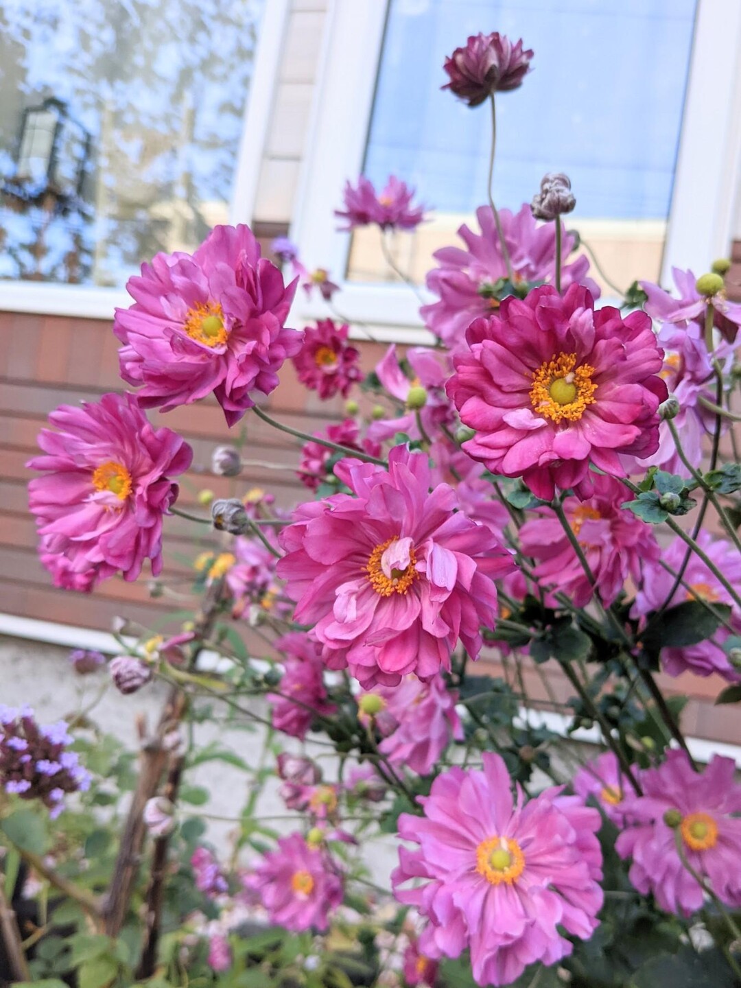 もう10月、今日は暖かいし庭もそろそろ片... / cocoaさんのモーメント | YAMAP / ヤマップ