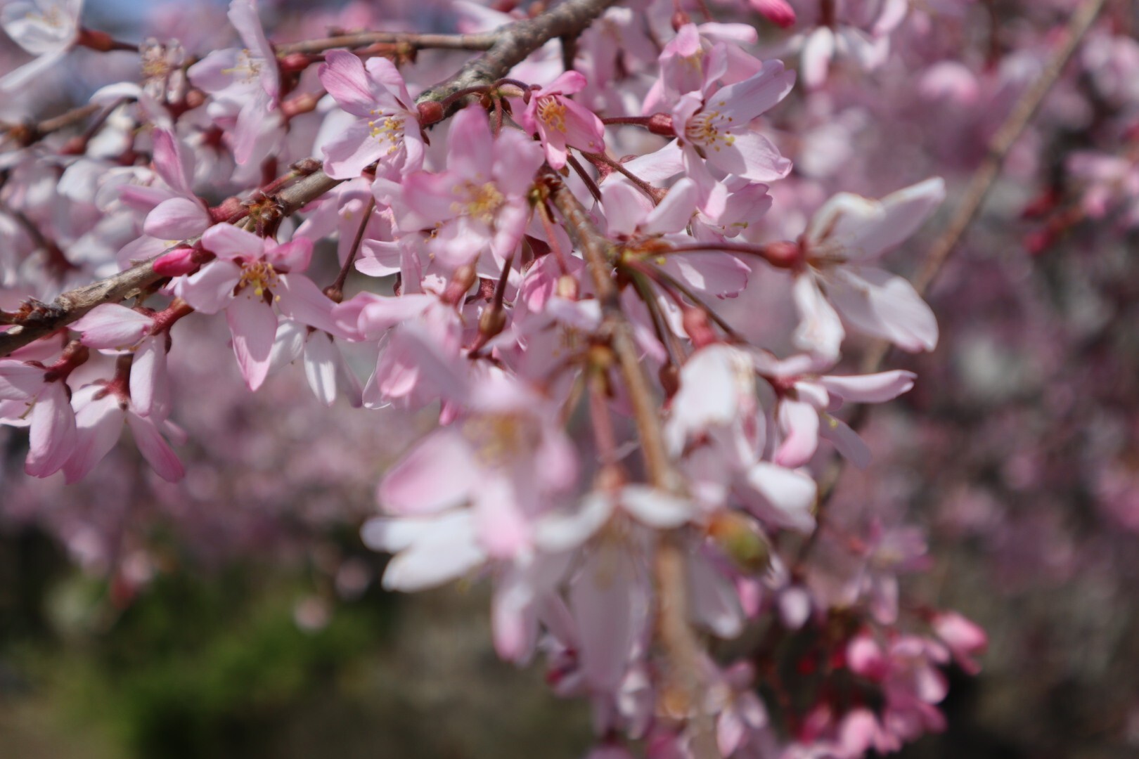 箕面のお山が笑ってる。嵐の前にお花見🌸... / もくれんさんのモーメント | YAMAP / ヤマップ