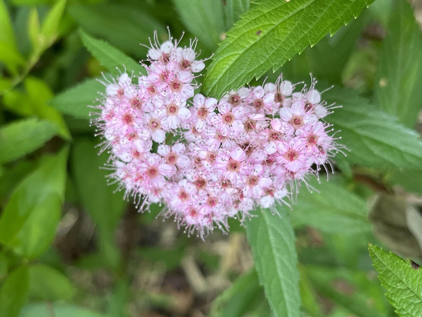 飯野山（讃岐富士）-2023-06-18 / rikiさんの飯野山（讃岐富士）の活動データ | YAMAP / ヤマップ