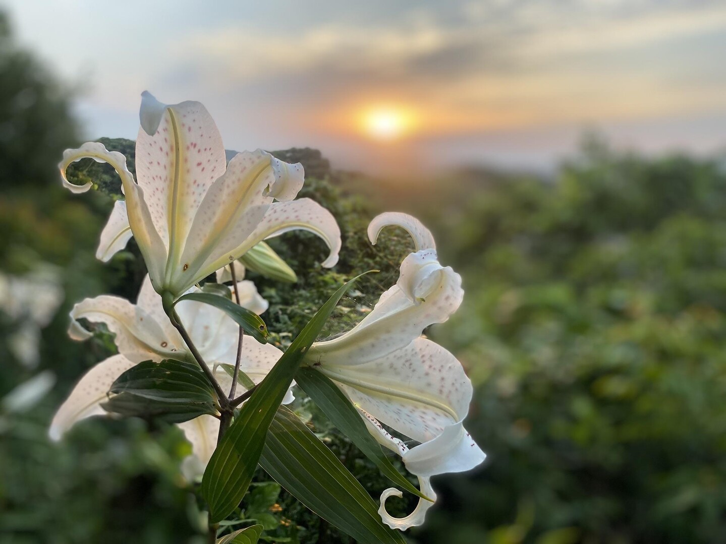 鎌倉、広町の森の山百合が見頃、ヤブカンゾ... / 3to4さんのモーメント | YAMAP / ヤマップ