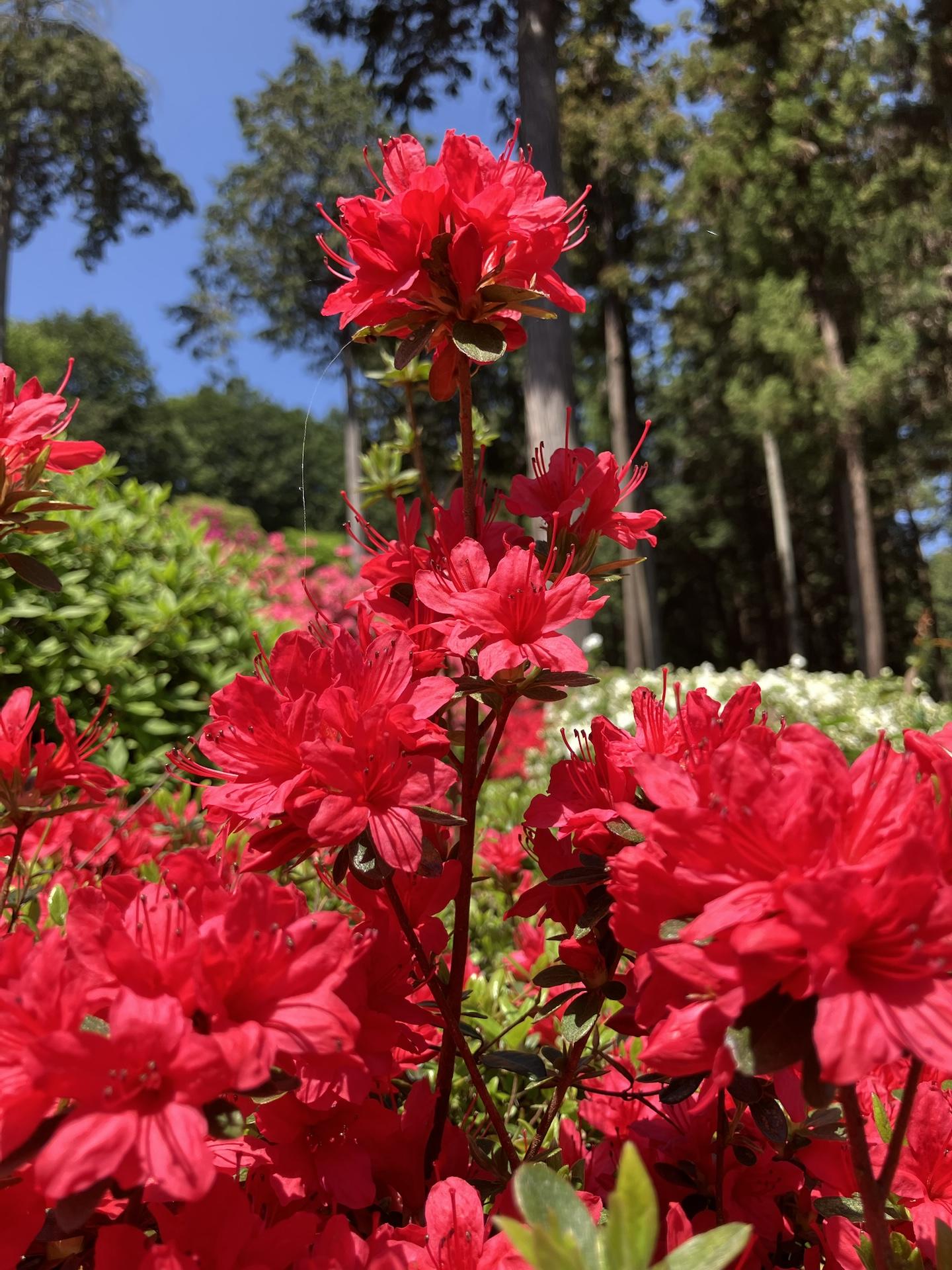 青梅のツツジ寺 https://yam... / yamatubakiさんのモーメント | YAMAP / ヤマップ