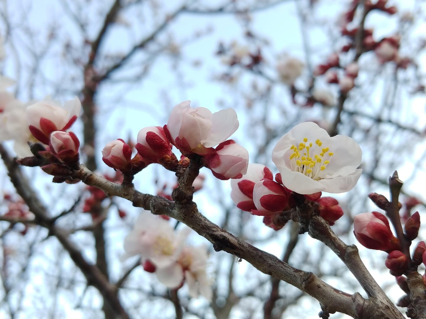 石津御嶽・美濃松山 / meg♡さんの多度山・美濃松山・石津御嶽の活動データ | YAMAP / ヤマップ