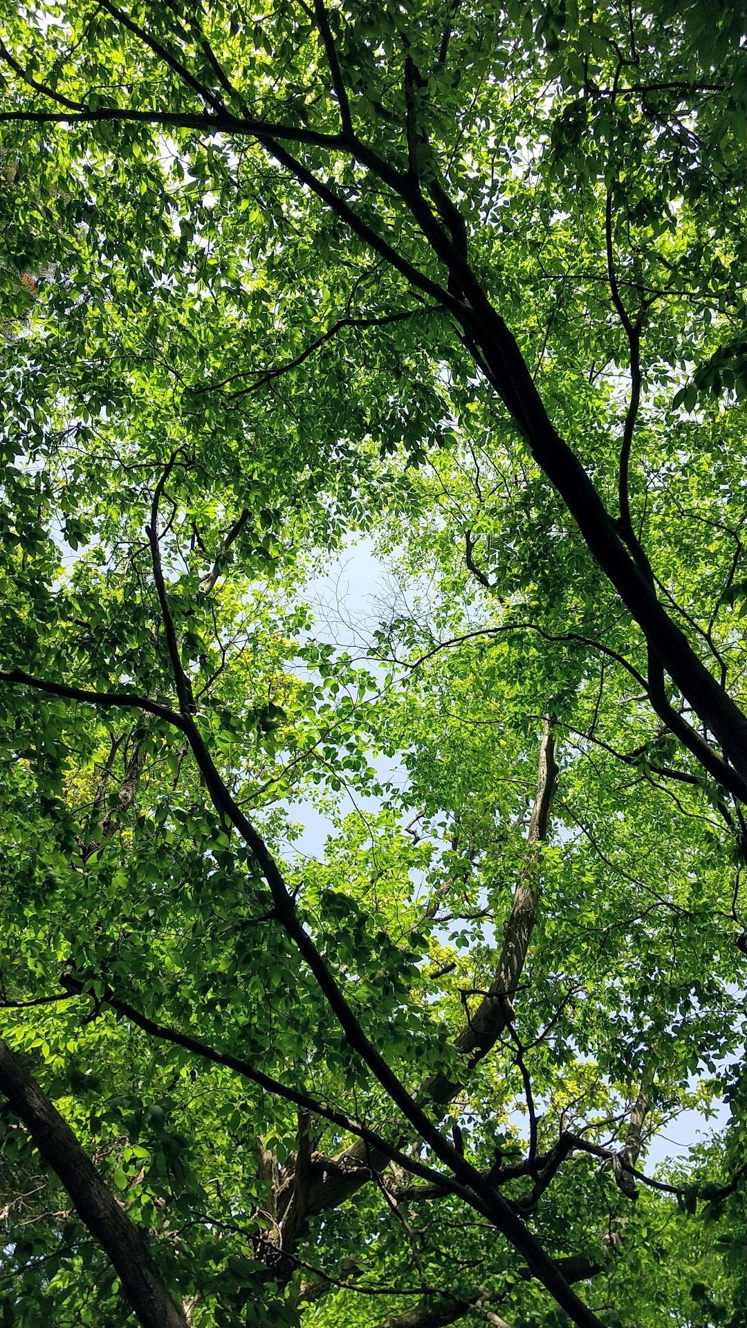 来週には、いよいよコロナワクチン1回目の... / kumakoさんのモーメント | YAMAP / ヤマップ