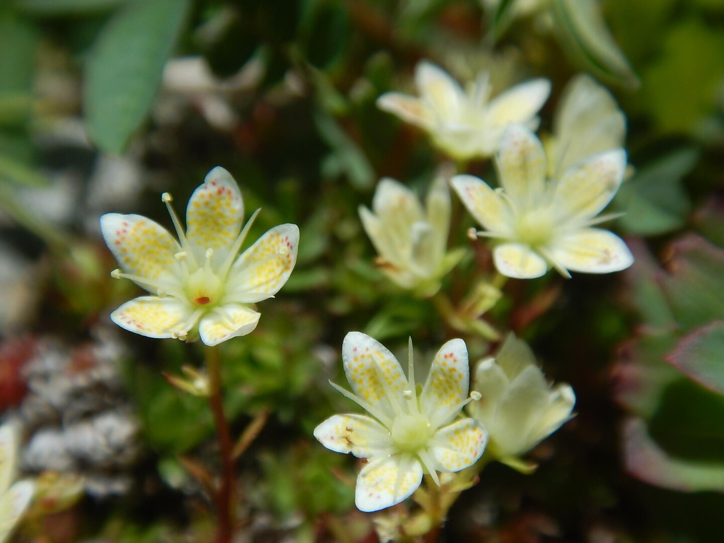 阿弥陀岳~赤岳~権現岳~編笠山~西岳(舟山十字路から周回) / でかさんの八ヶ岳（赤岳・硫黄岳・天狗岳）の活動日記 | YAMAP / ヤマップ