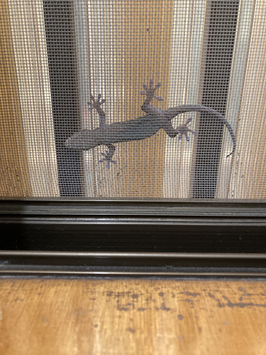 我が家の守り神が目覚めました😊 半年ぶ... / Mickey Masterさんのモーメント | YAMAP / ヤマップ