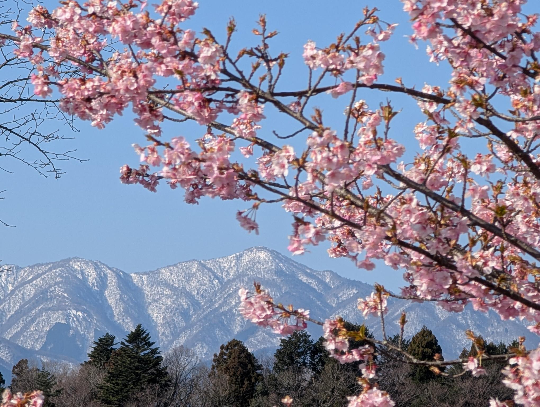 津久井雨乞山で河津桜の花見 / endohさんの仙洞寺山・南山・津久井堂所山の活動データ | YAMAP / ヤマップ