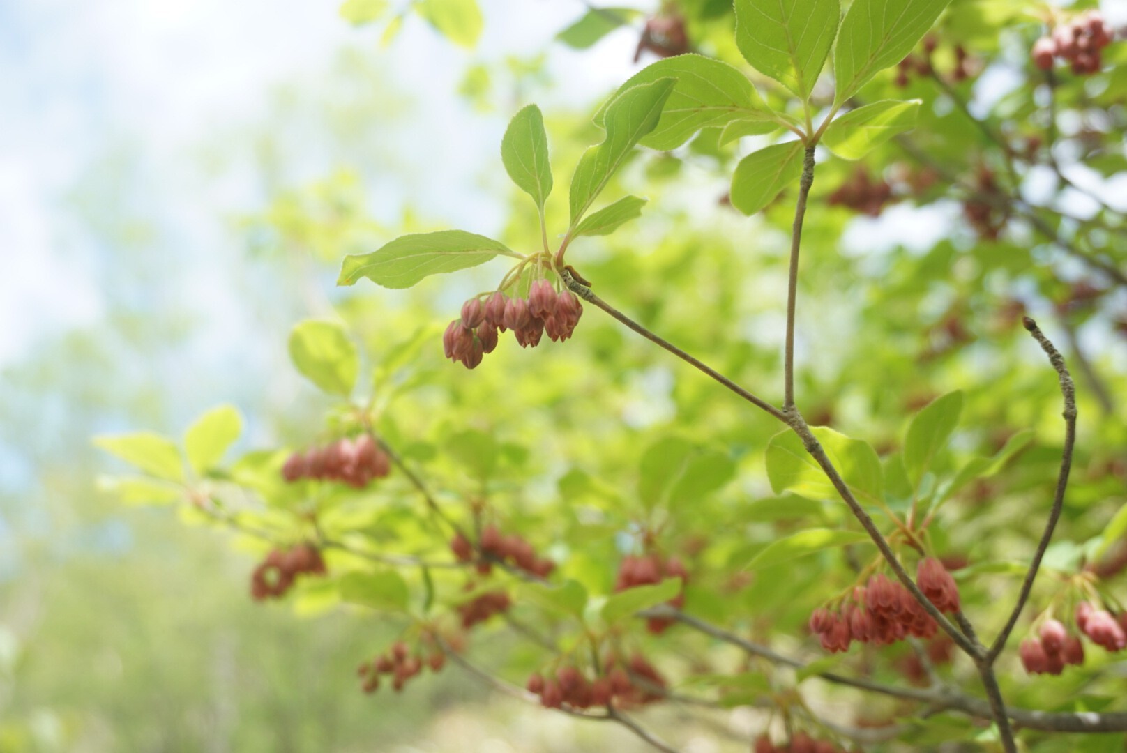 イカイワの頭・八間山・黒渋の頭・中尾根の頭・堂岩山・猟師の頭・白砂山 / aya58さんの白砂山・堂岩山・八間山の活動日記 | YAMAP / ヤマップ