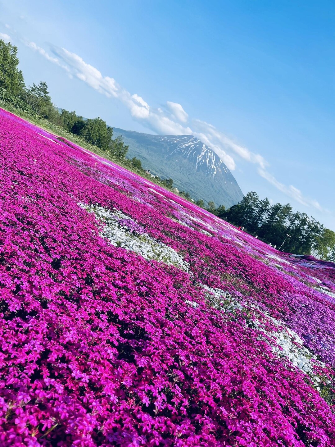5月27日子供達👭の運動会でした！天気... / 𝓚𝓪𝓸 𖤣𖥧𖥣｡𖥧 𖧧𓅪さんのモーメント | YAMAP / ヤマップ