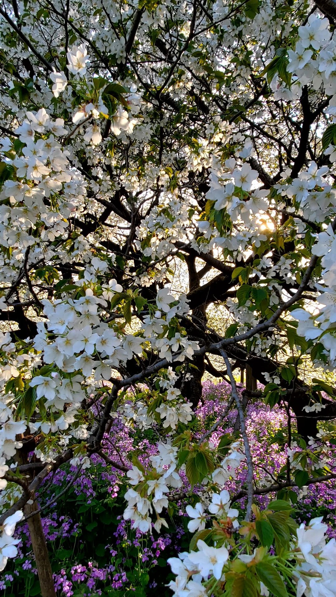 小金井公園の桜が綺麗ですね🌸 / nobuさんのモーメント | YAMAP / ヤマップ