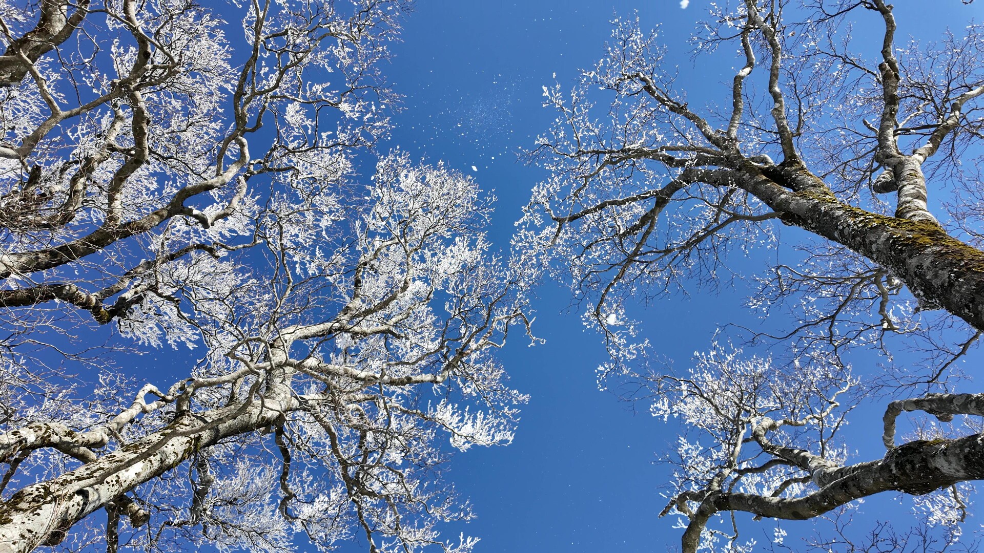 白岩山・向坂山 / suejirouさんの向坂山・三方山・天主山の活動データ | YAMAP / ヤマップ