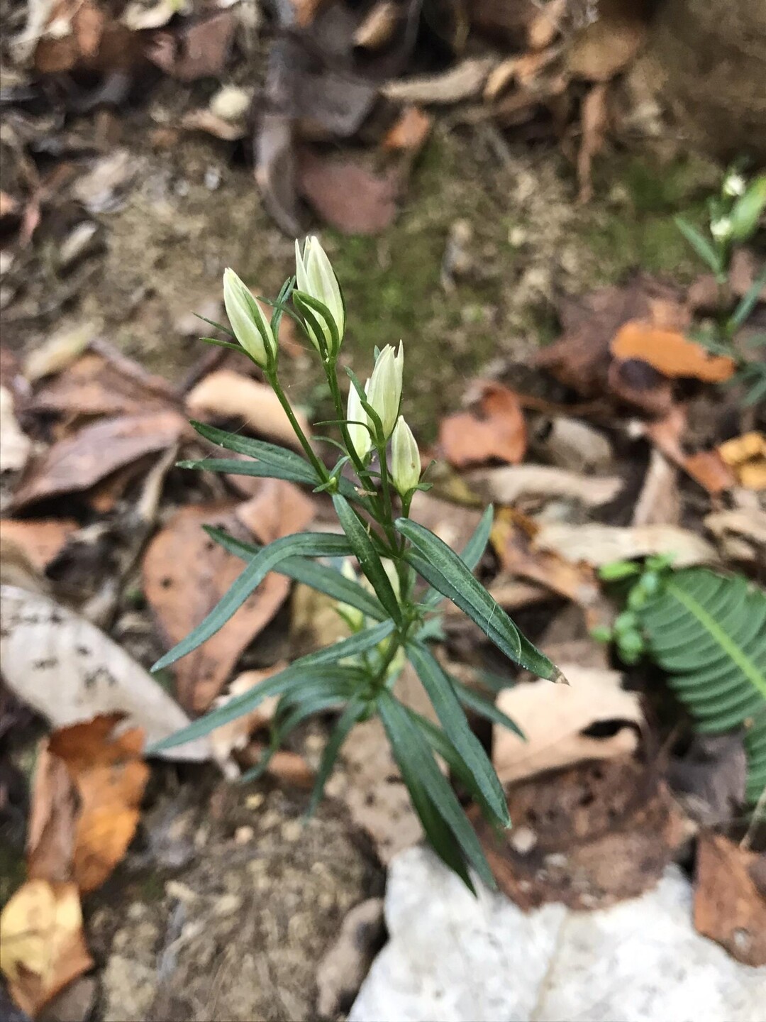 足羽山 センブリ / pongoさんのウォーキングの活動データ | YAMAP / ヤマップ