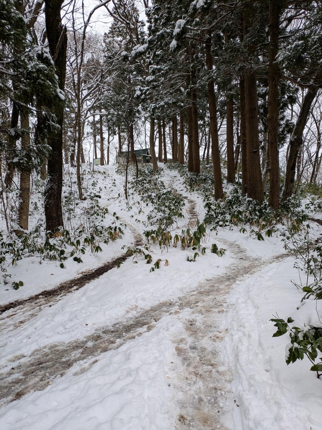 2025.1.5初登り菩提寺山 / soto-rさんの菩提寺山・高立山・護摩堂山の活動データ | YAMAP / ヤマップ