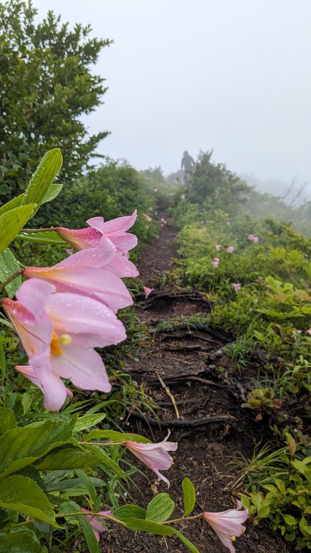 南岳 / m93さんの浅草岳・鬼ヶ面山の活動データ | YAMAP / ヤマップ