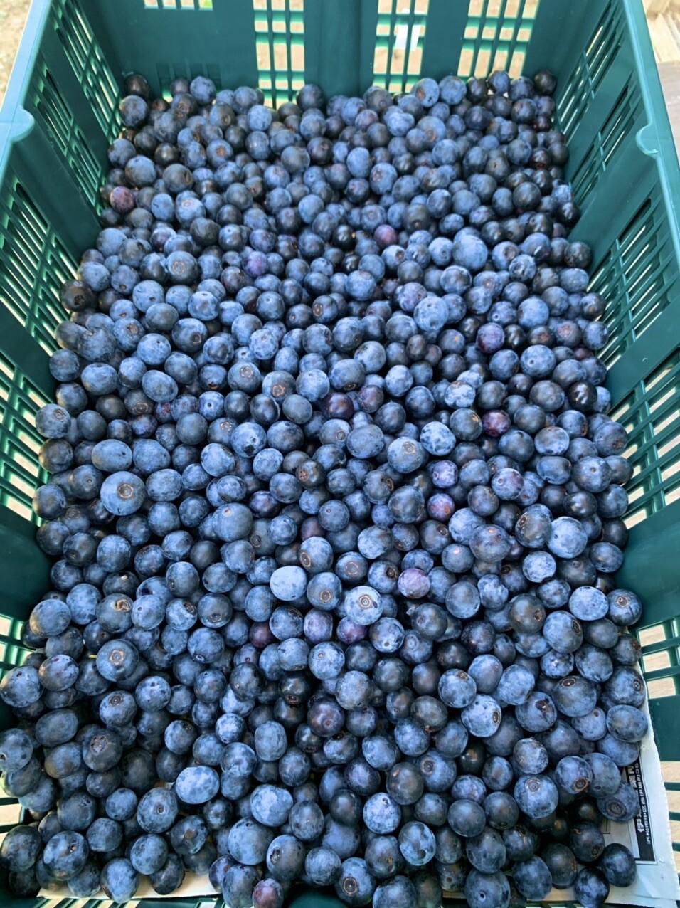 今日は、息子ファミリーとブルーベリー狩り... / mocaさんのモーメント | YAMAP / ヤマップ