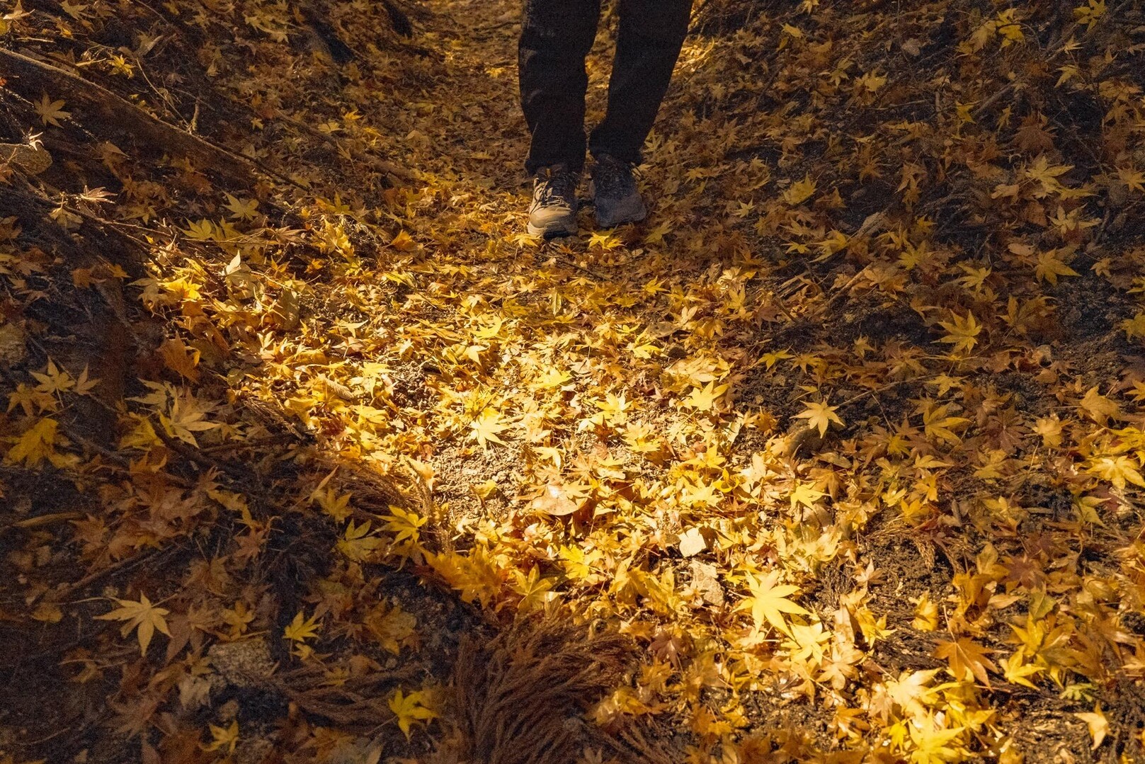 京都一周トレイル北山東部コース / Syohさんの京都一周トレイルの活動データ | YAMAP / ヤマップ