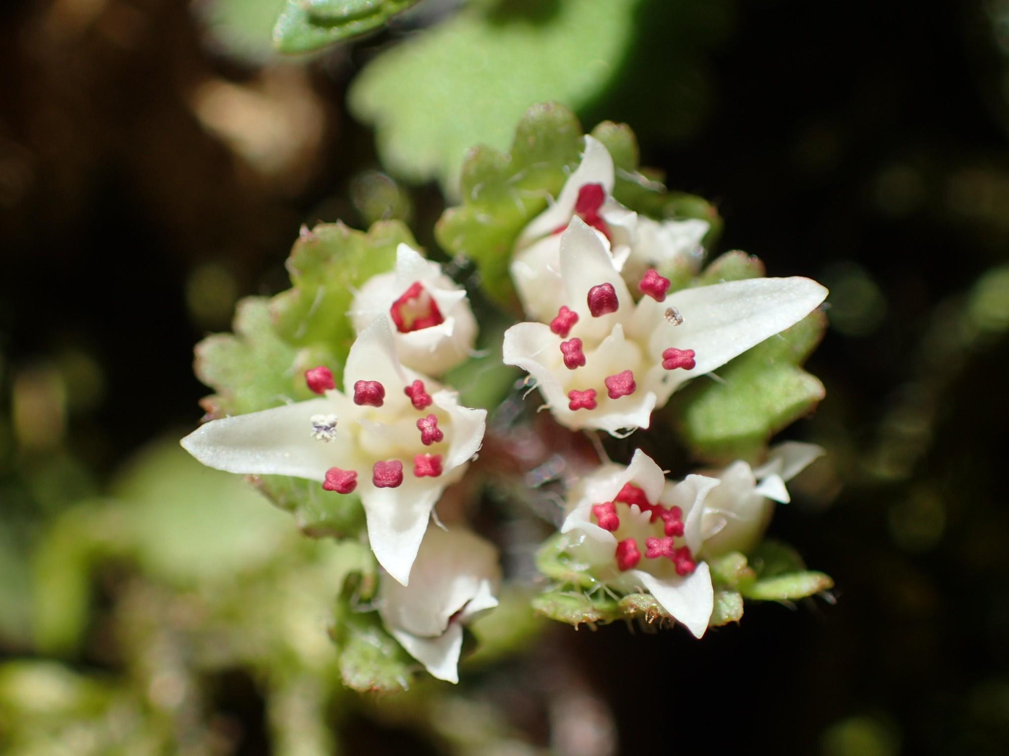 九重・男池-2025-04-13 / ryuさんの九重山（久住山）・大船山・星生山の活動データ | YAMAP / ヤマップ