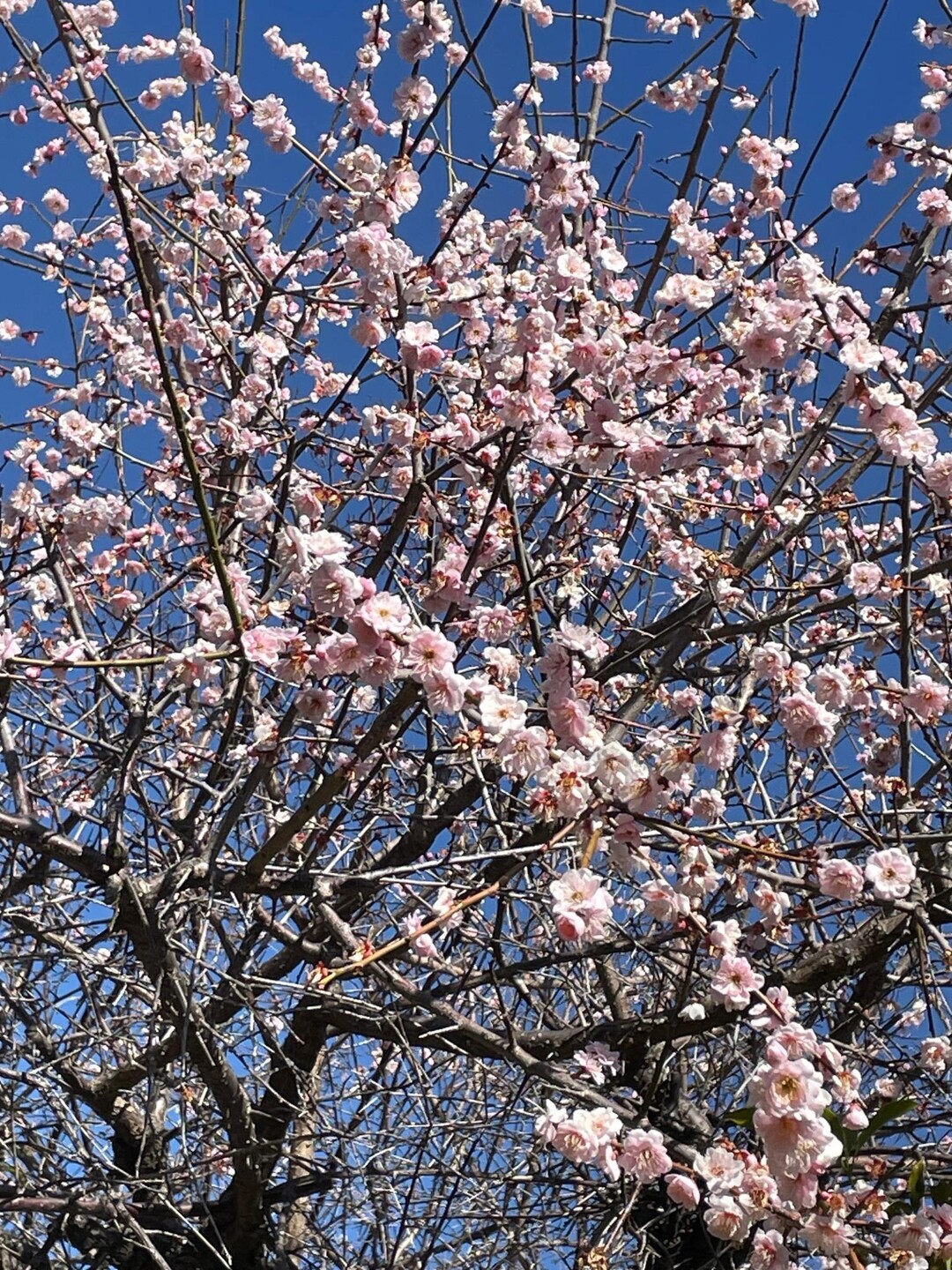 宝登山 / erikoさんの宝登山・長瀞アルプス・不動山・陣見山・鐘撞堂山の活動データ | YAMAP / ヤマップ