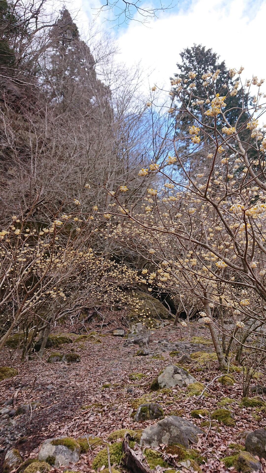 黒岳・越前岳・呼子岳 / DKさんの愛鷹山・大岳・黒岳の活動日記 | YAMAP / ヤマップ