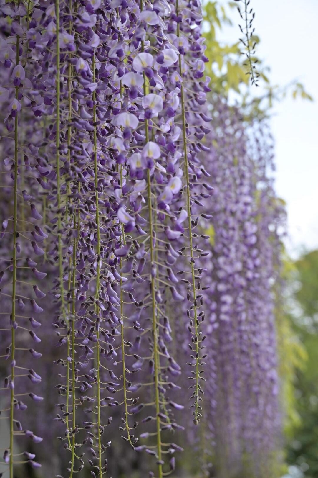藤と石楠花と / marco さんの天拝山・基山の活動データ | YAMAP / ヤマップ