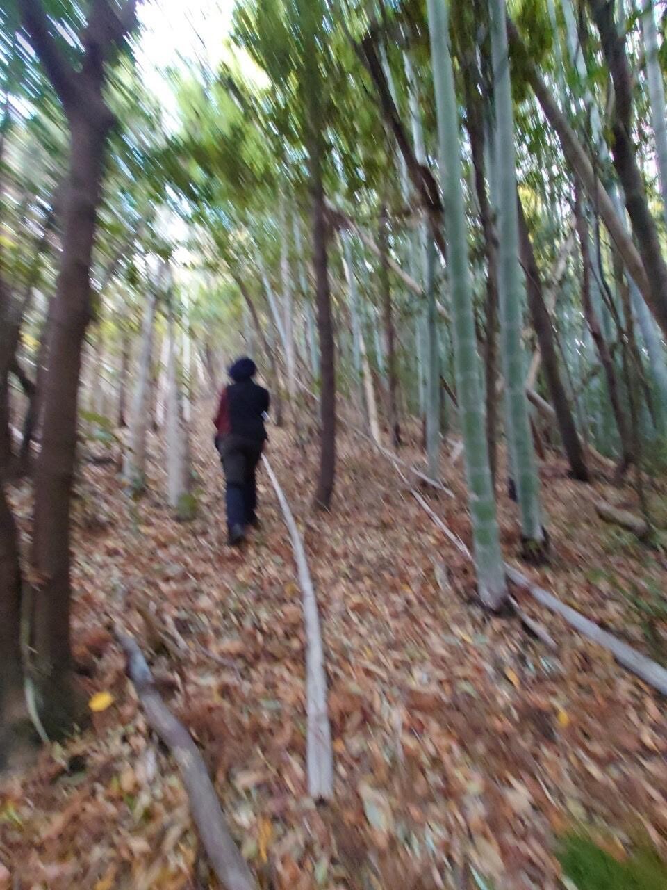 潮音寺山←読めんけどなんか素敵 / - ̗̀ ☺︎ ̖́-Sen_sun- ̗̀ ☺︎ ̖́-さんの鶴羽山の活動データ | YAMAP / ヤマップ