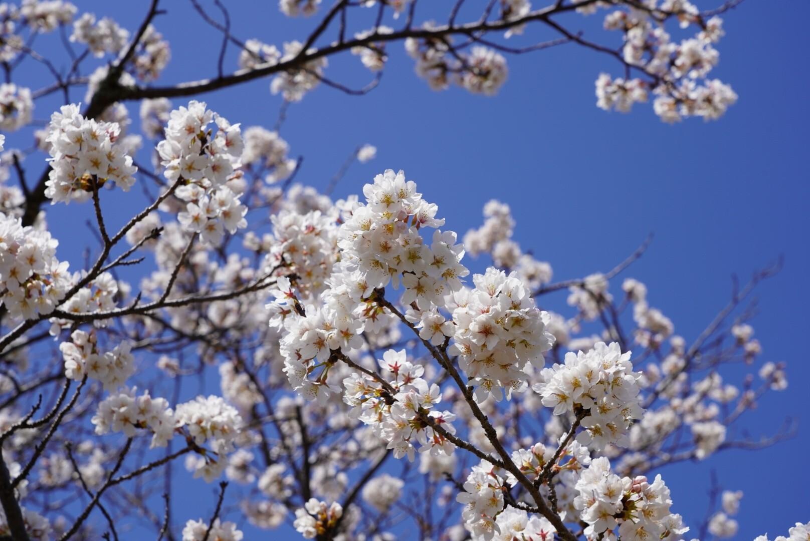 満開の桜の下で花見🌸 / ボステリさんのモーメント | YAMAP / ヤマップ