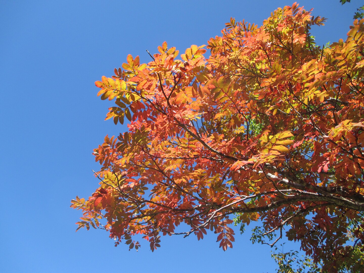 秋風を求めて爺ヶ岳 / naka-chaさんの登山の活動データ | YAMAP / ヤマップ